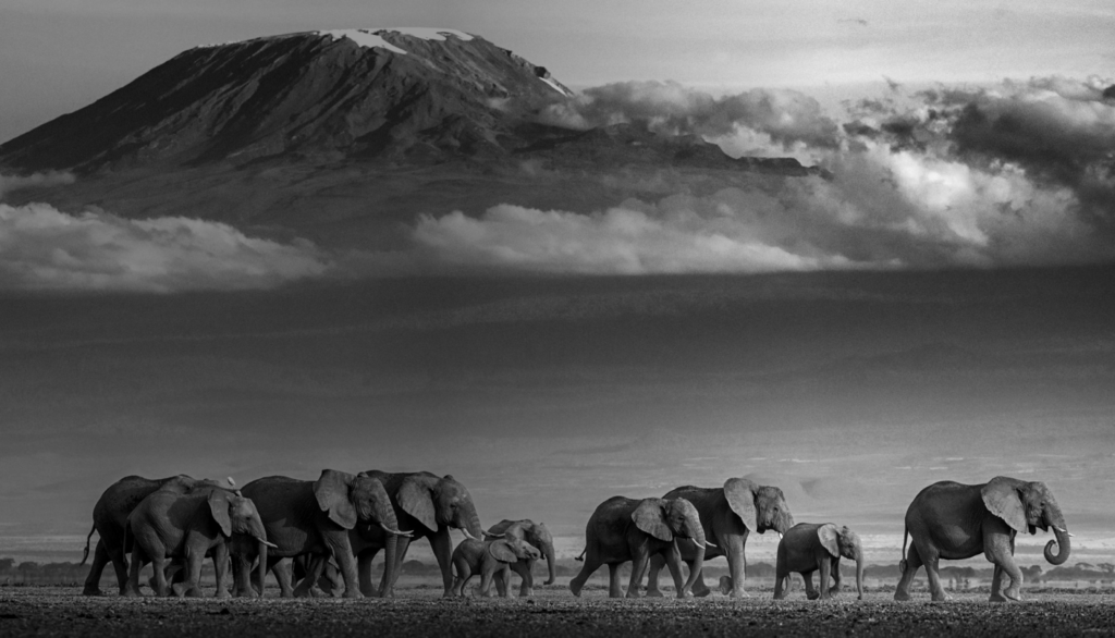 The Green Vision Foundation