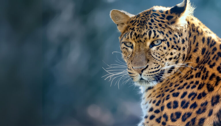 The Green Vision Foundation